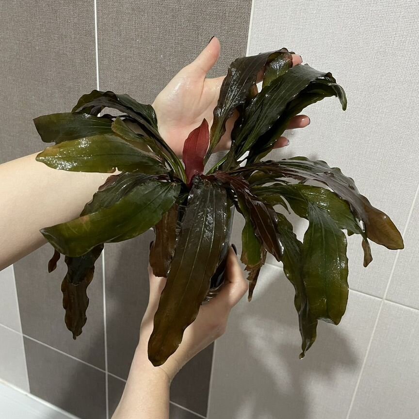 Анубиас, эхинодорус