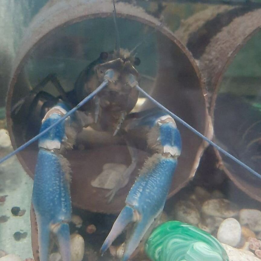 Австралийский рак