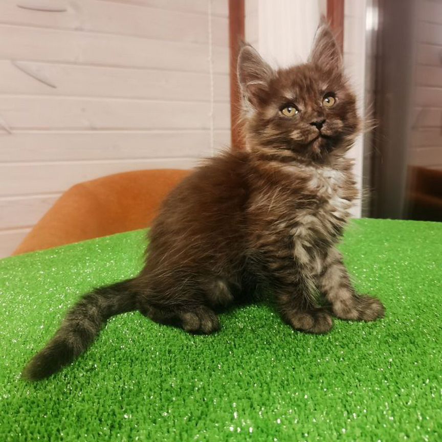 Котята Мейн кун