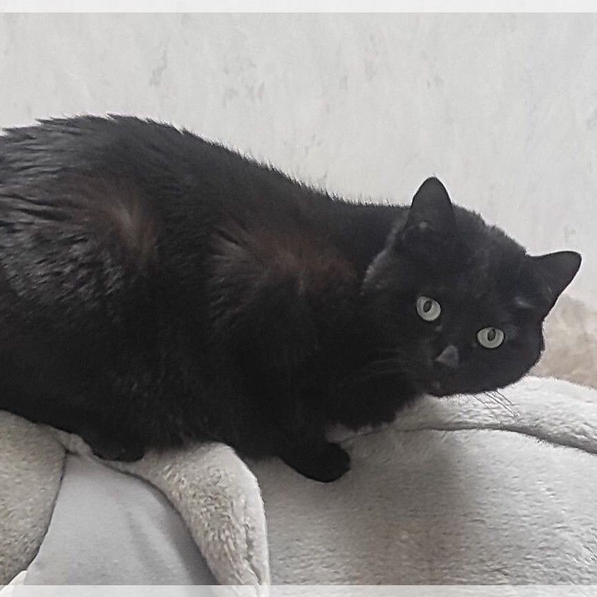 Шерри ищет дом