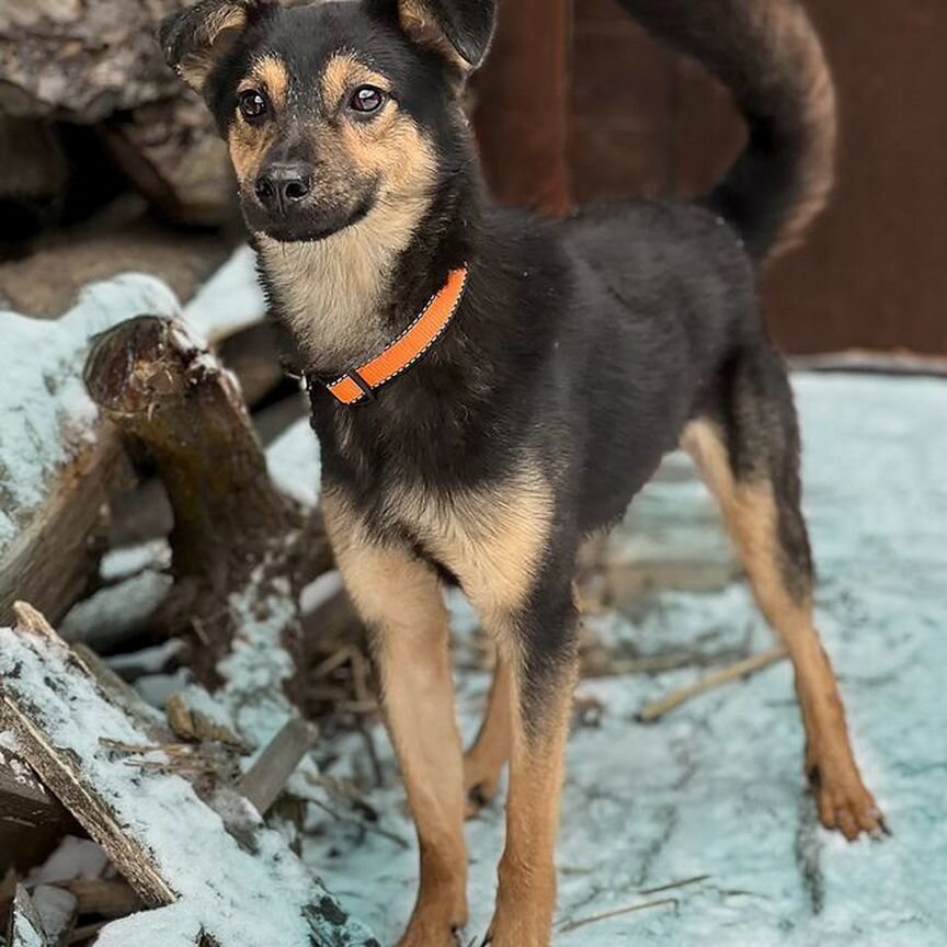 Миниатюрный пёсик Цезарь в добрые руки