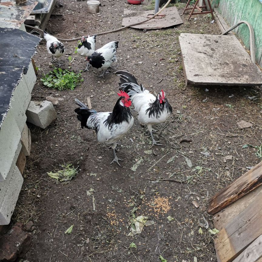 Молодой петух