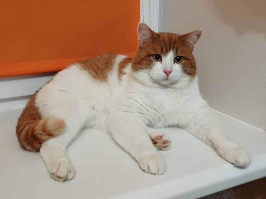 Котик-бомба