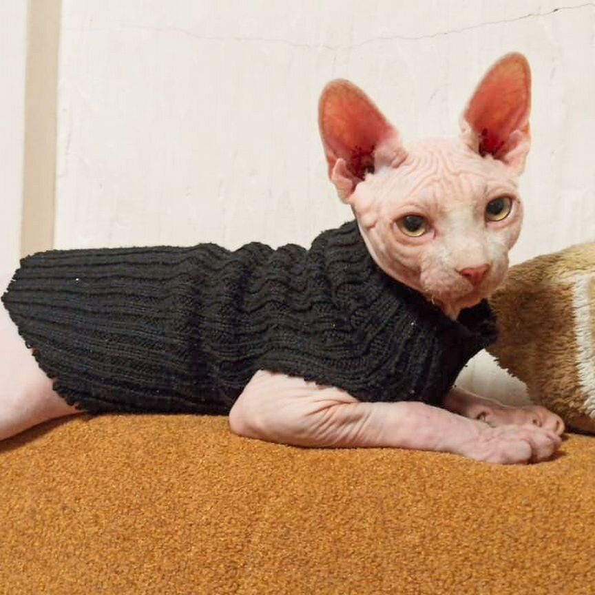Донской сфинкс котенок