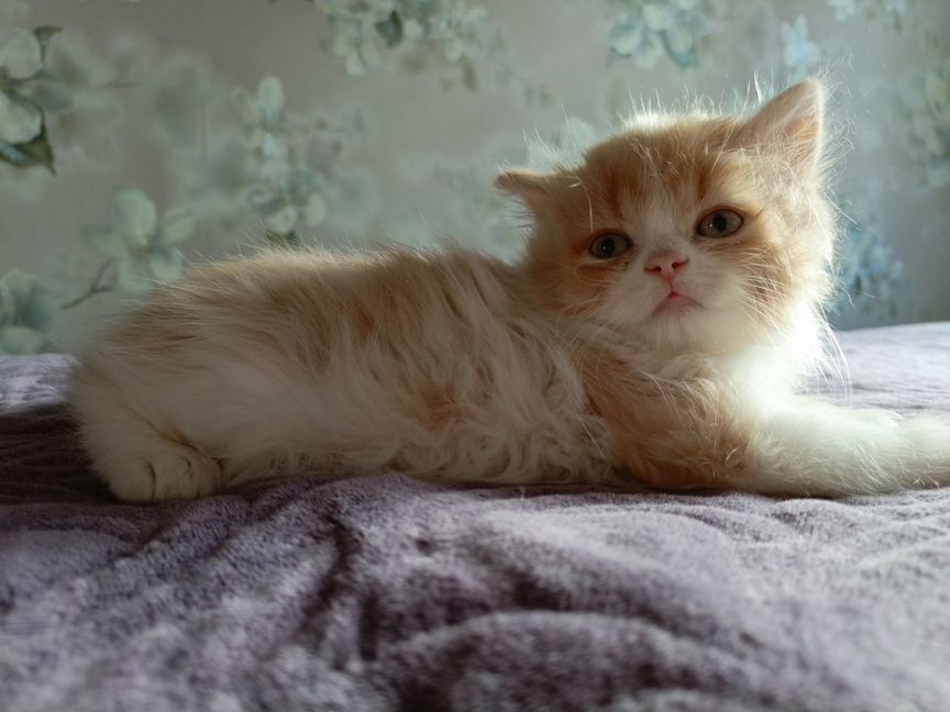 Селкирк Страйт