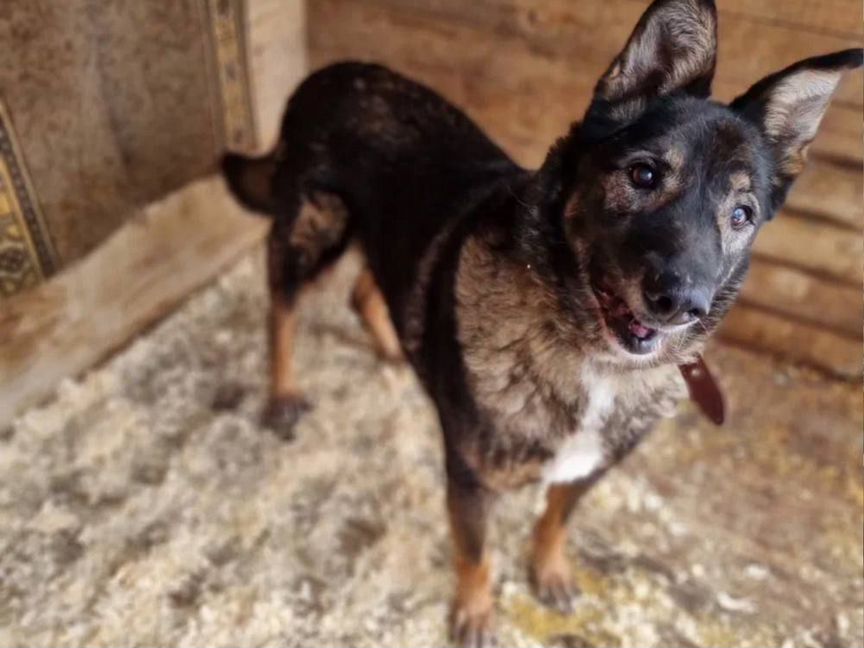 Собака в добрые руки, Блюз