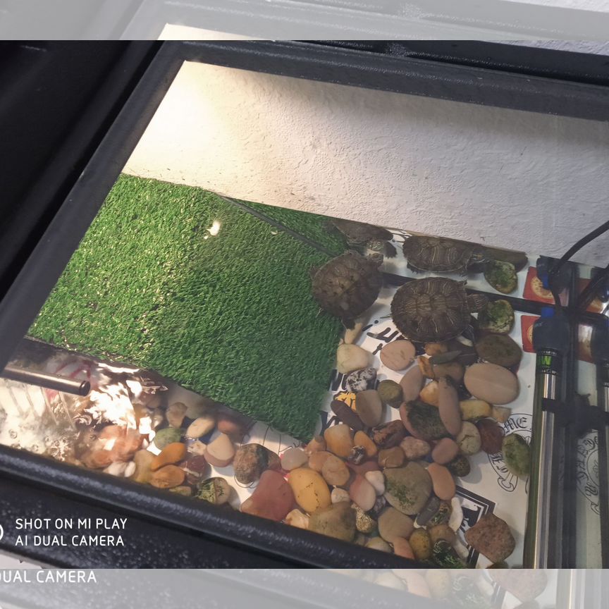 Аквариум черепашник 50 литров