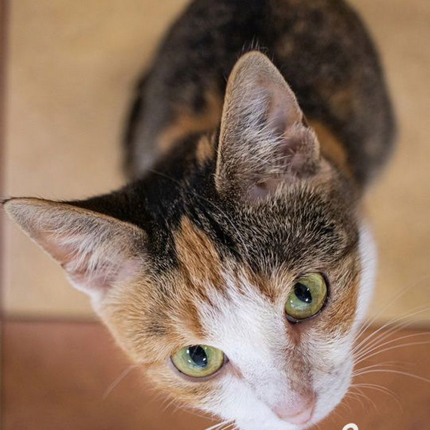 Милая Корнет