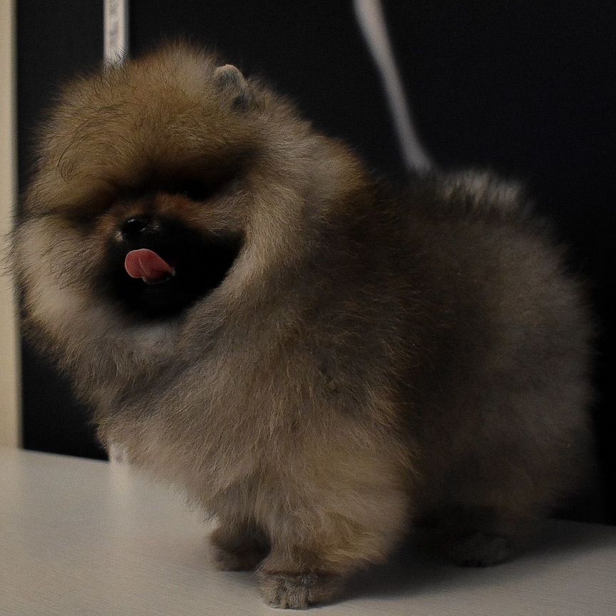 Шикарный померанский мишка