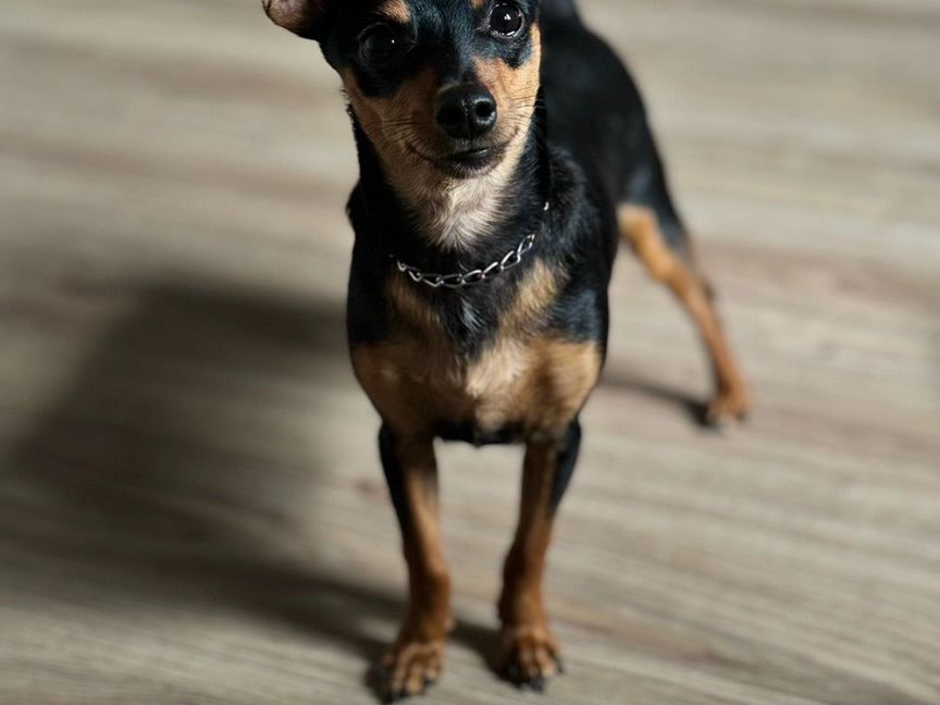 Той-терьер вязка