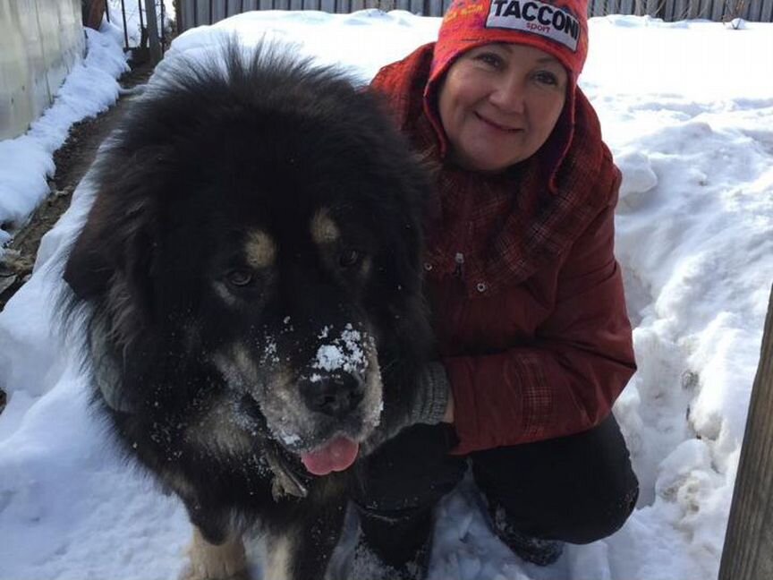 Вязка тибетский мастиф