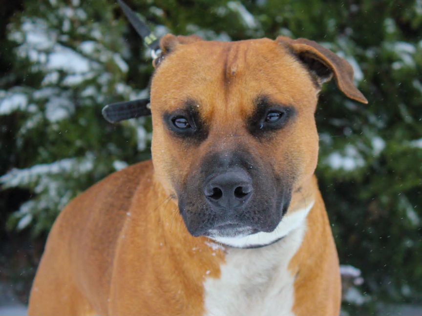 Стаффорд бесплатно