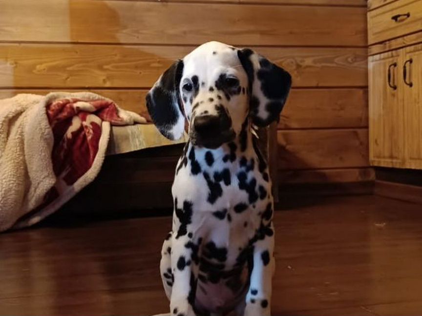 Щенки далматина