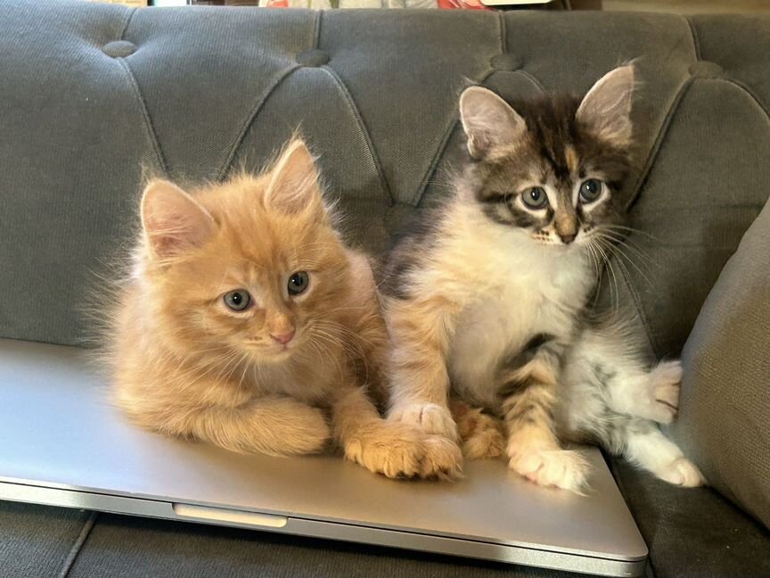 Котята 2 мес. Рыжие коты и пестрые кошки