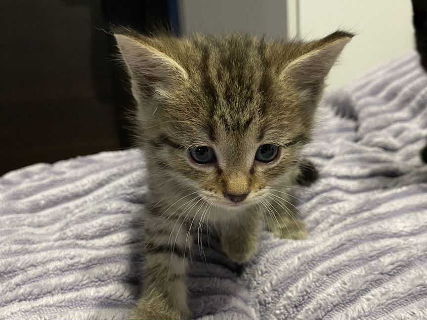 Котенок мальчик серый