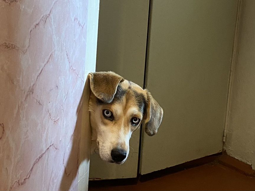 Красивая собачка по Кличке Пуля