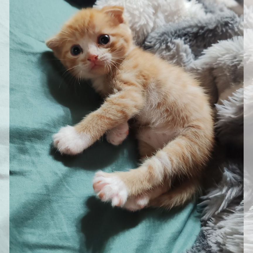 Шотландский вислоухий короткошёрстный котёнок