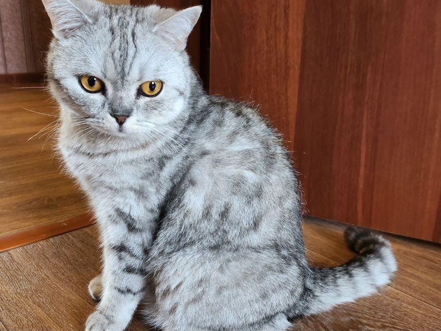 Кот 6 лет