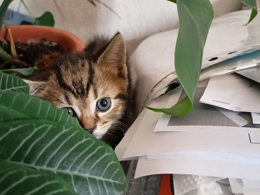 Котята скоттиш страйт продажа