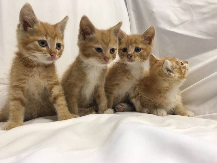 Котята