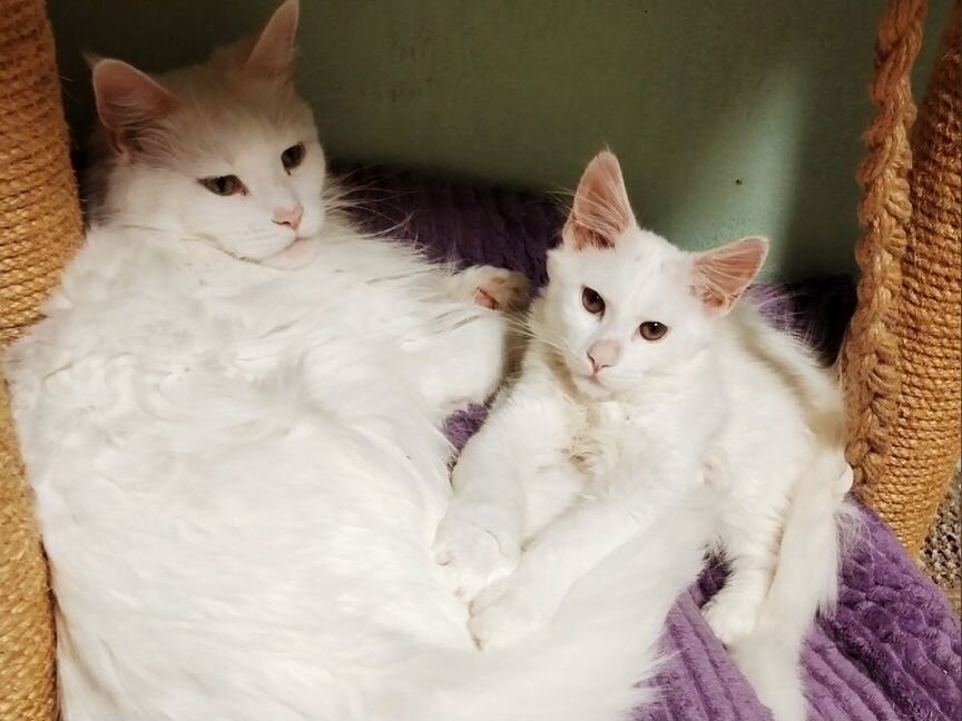 Шикарный котенок - Девочка Мейн-Кун