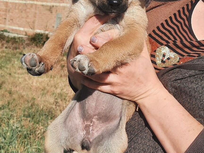 Собака в добрые руки отдам бесплатно