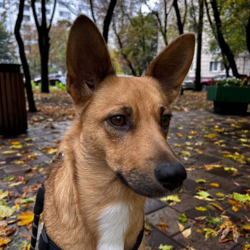 Собака в добрые руки