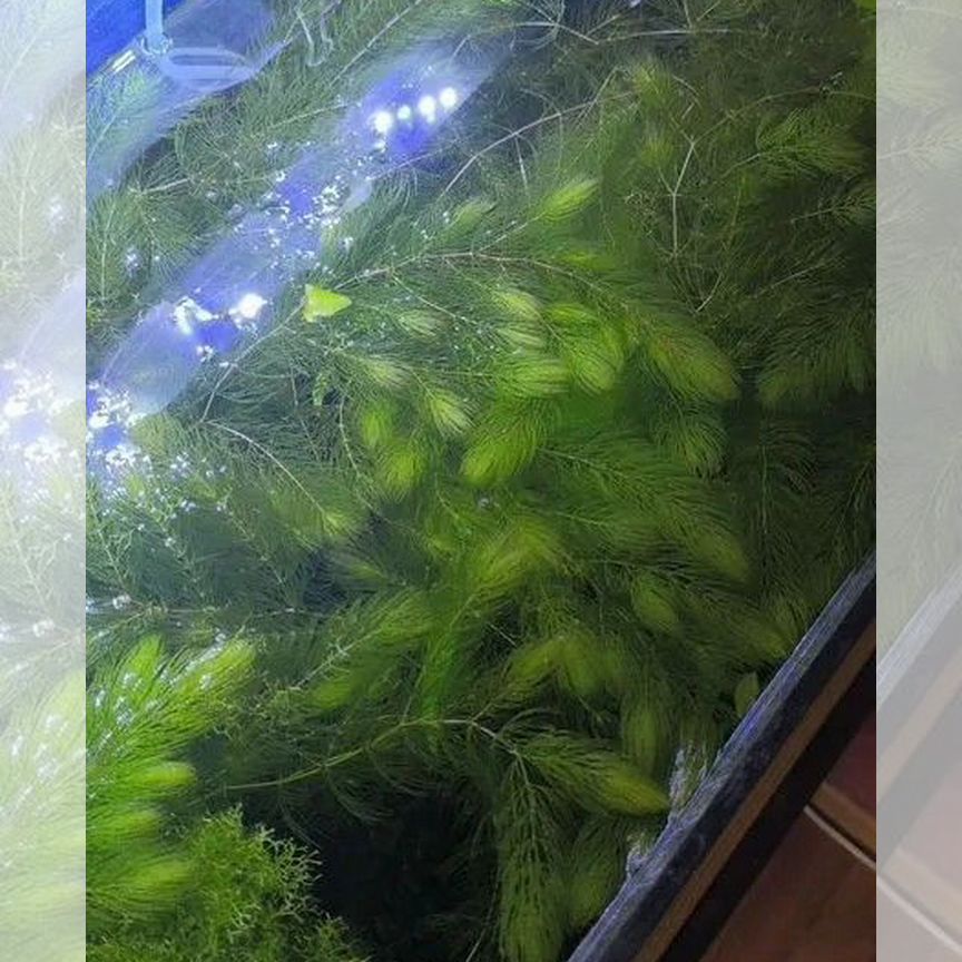 Роголистник прополка