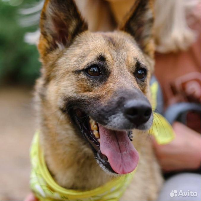 Лара каждый день ждет в приюте маою семью