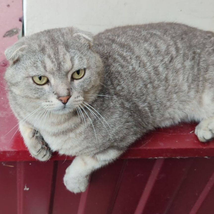 Шотландский вислоухий короткошёрстный, взрослый кот