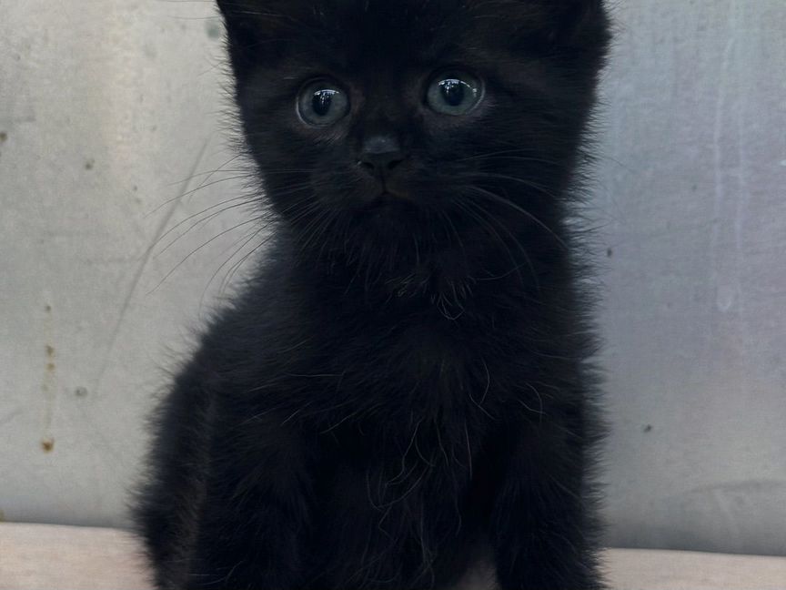 Черный котенок в добрые руки
