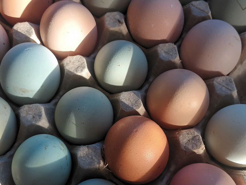 Инкубационное яйцо