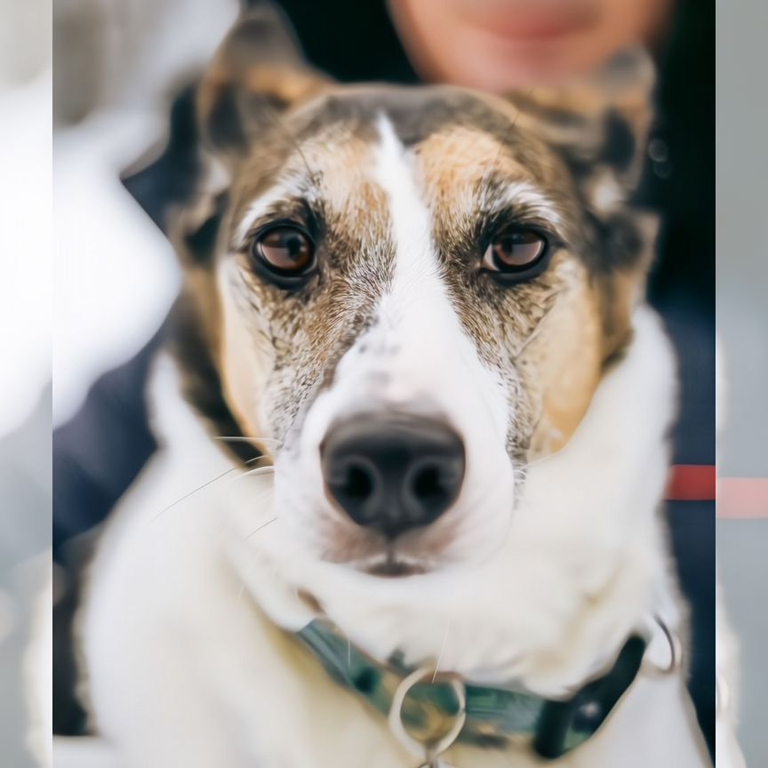 Взрослая собака в добрые руки