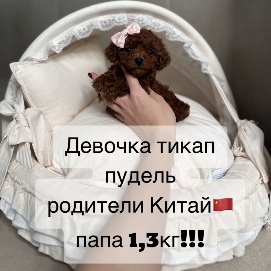 Той-пудель, щенок