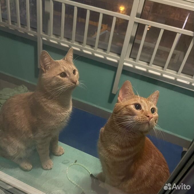 Домашние животные кошки коты питомец