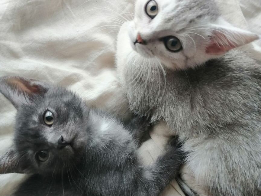 Плюшевые очаровашки