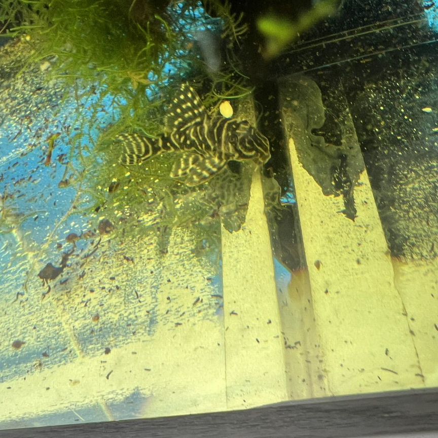 Продам сомов L340 и L159