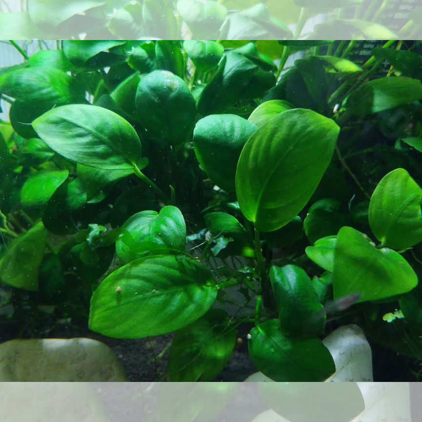 Аквариумные растения анубиас