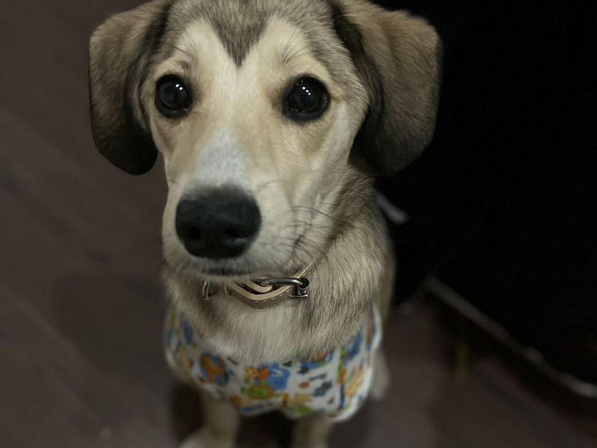 Собака в добрые руки отдам бесплатно