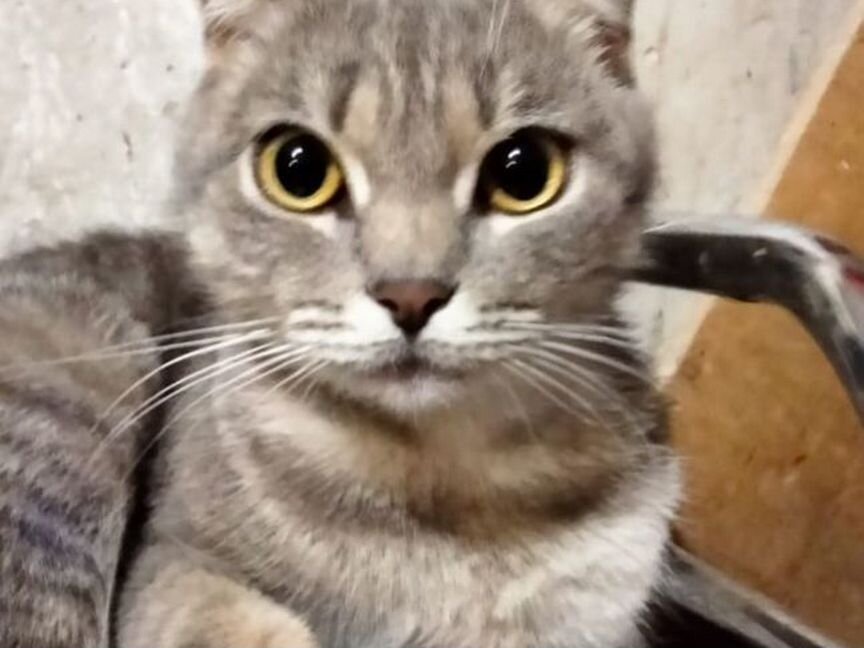 Кошка вывезенная из под обстрелов