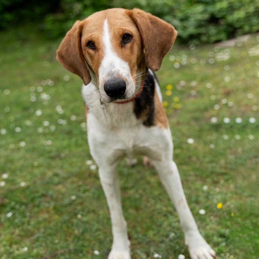 Собака девочка в добрые руки, 2.5 года