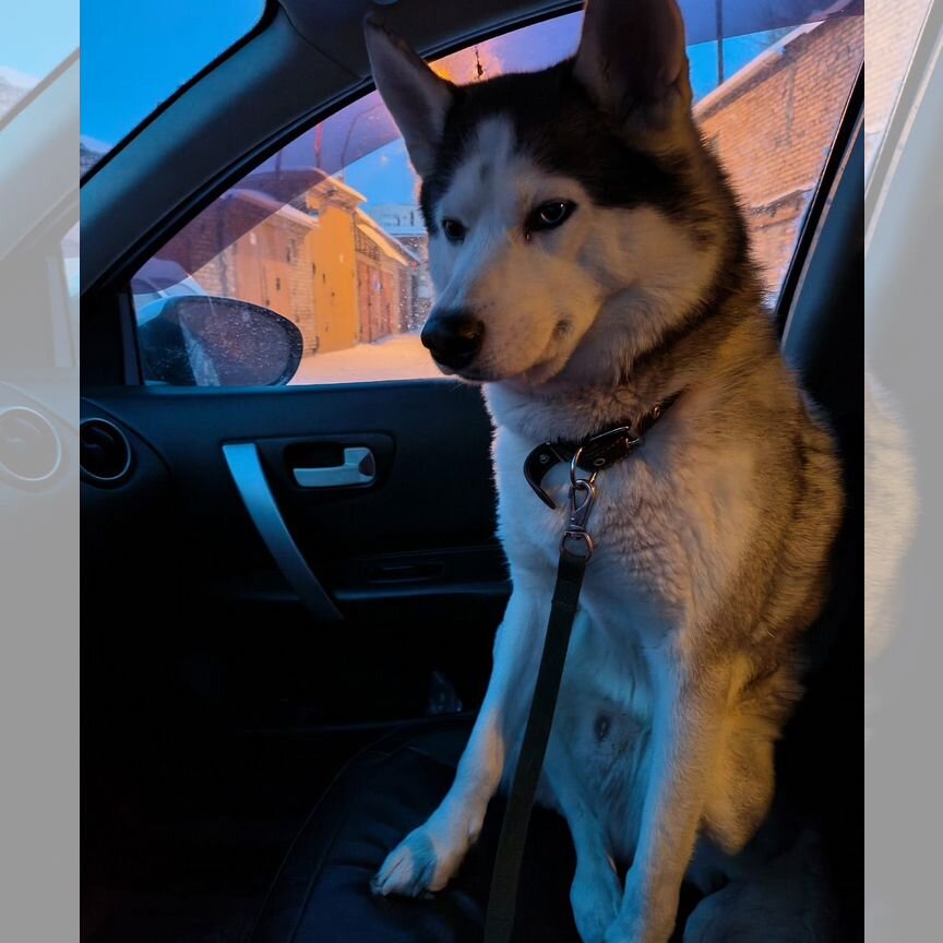 Сибирский хаски, взрослый пёс