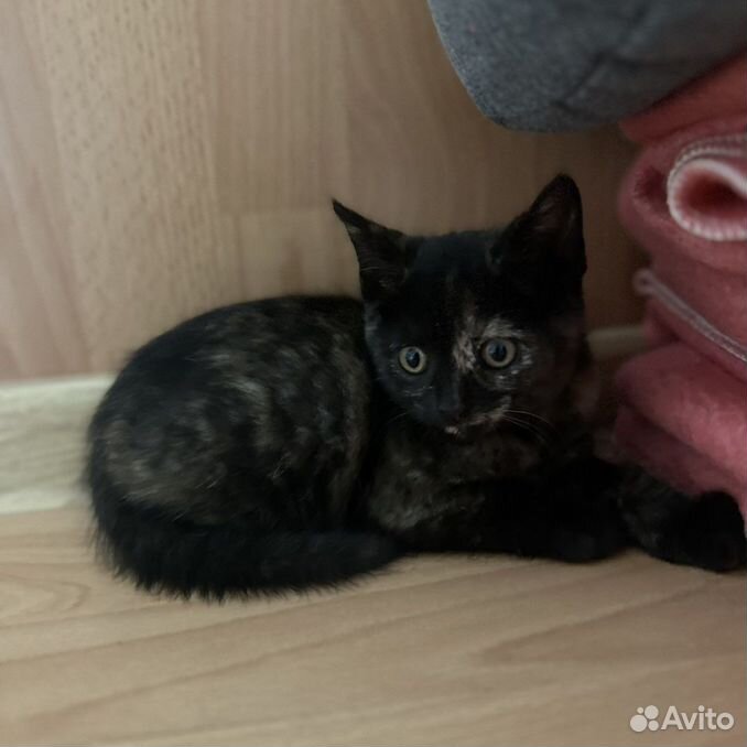 Котенок черепахового окраса