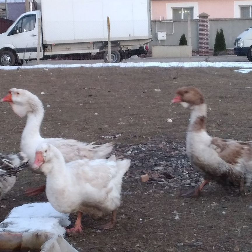 Гуси холмагоры