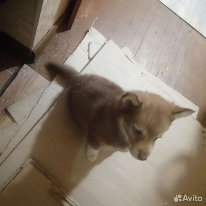 Отдам щенка маламута к еде не привередлива