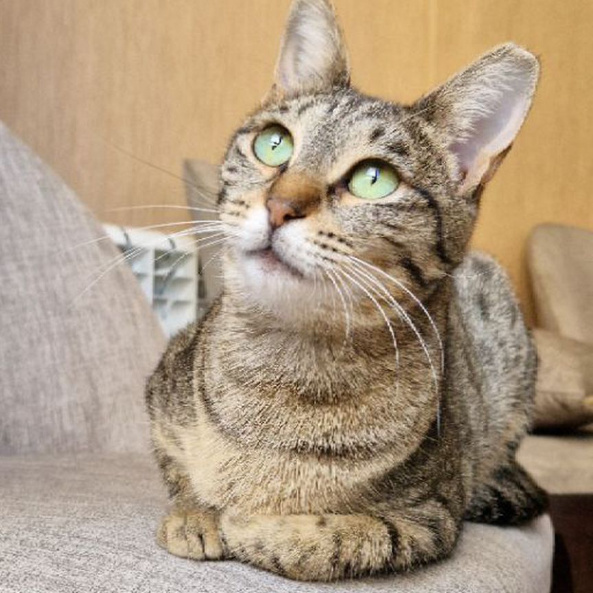 Взрослая, кошка в добрые руки