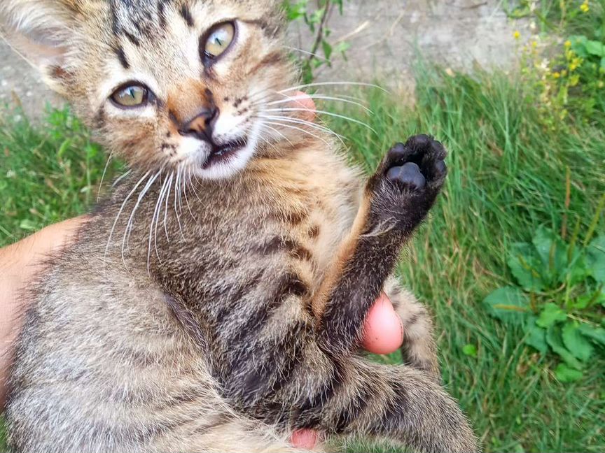 Котёнок с тигровым окрасом