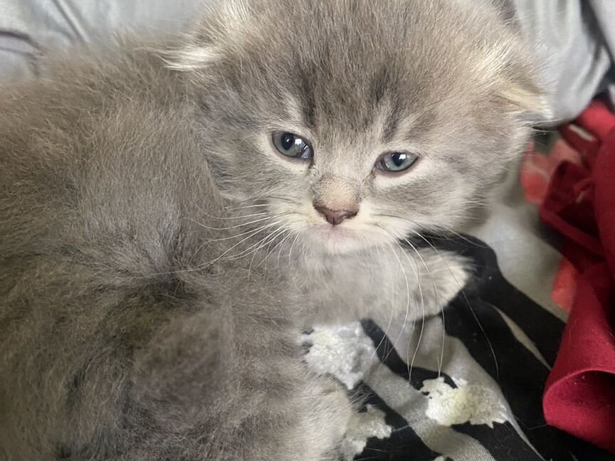 Котята вислоухие