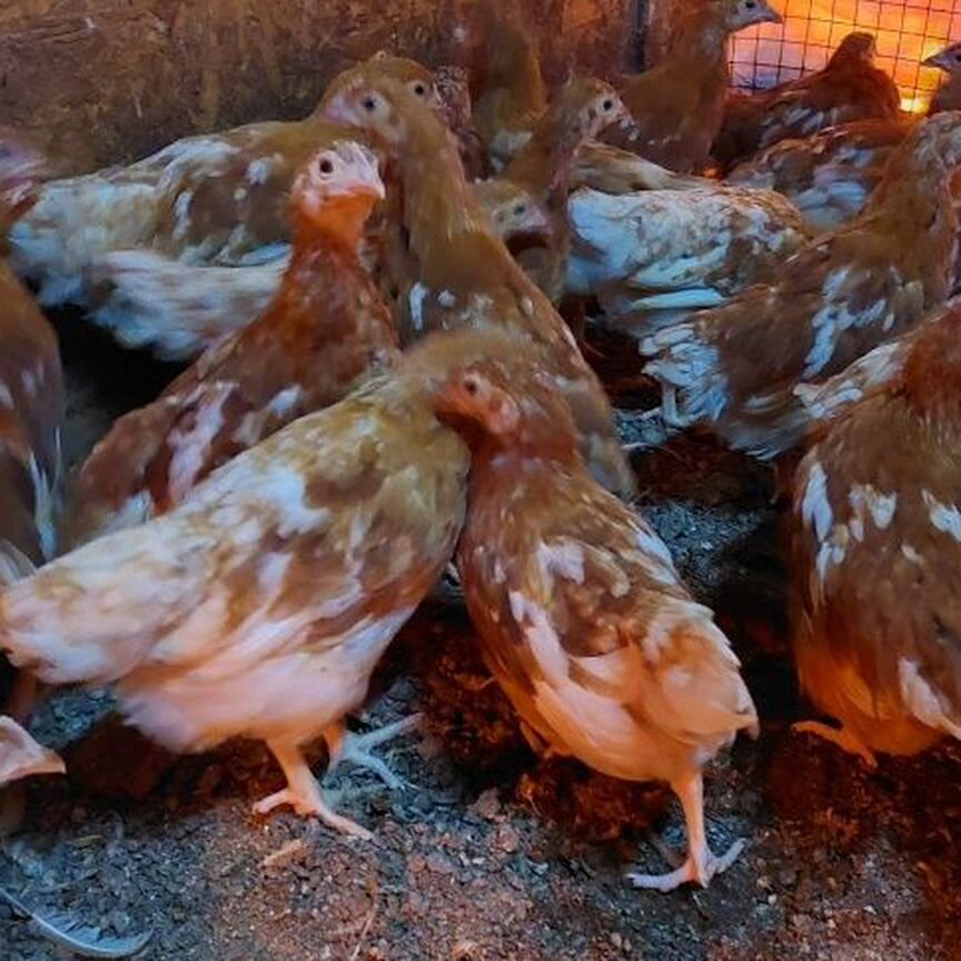 Куры несушки ломан браун