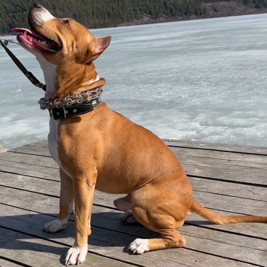 Американский стаффордширский терьер, взрослый пёс